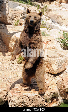 A Syrian brown bear walks in The Jerusalem Biblical Zoo in Jerusalem ...