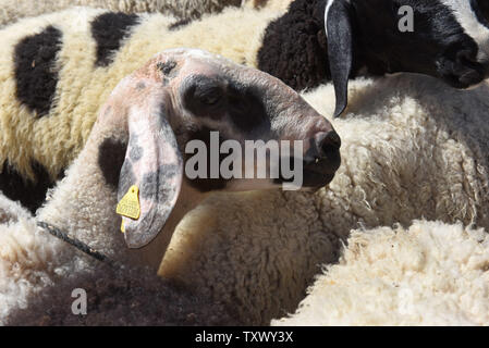 The boy bought a goat for sacrifice Stock Photo - Alamy