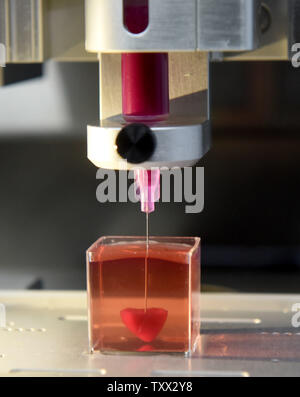 Israeli scientist Professor Tal Dvir, holds a 3D printed heart, in what ...