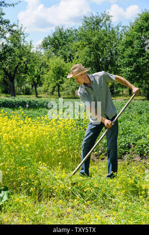 A man is mowing mustard grass with spit Stock Photo - Alamy