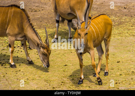group of common elands in closeup, tropical antelope specie from Africa ...