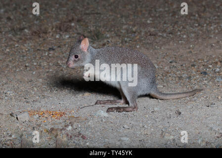 Rufous Bettong, Aepyprymnus rufescens is an Australian marsupial also ...