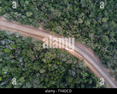 Aerial of the Hoop Pine forests of Goodnight Scrub National Park on the ...
