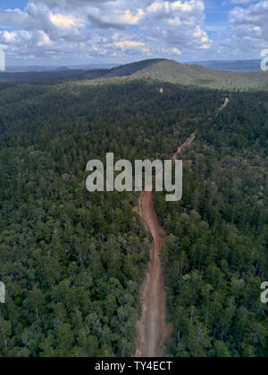Aerial of the Hoop Pine forests of Goodnight Scrub National Park on the ...