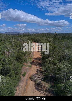 Aerial of the Hoop Pine forests of Goodnight Scrub National Park on the ...