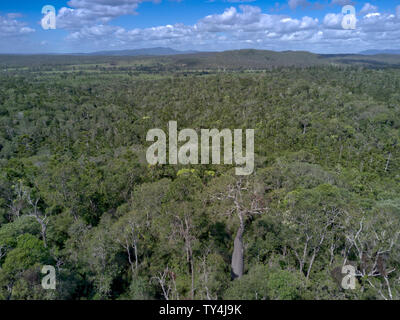 Aerial of the Hoop Pine forests of Goodnight Scrub National Park on the ...