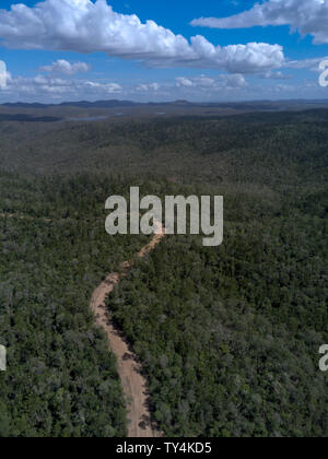 Aerial of the Hoop Pine forests of Goodnight Scrub National Park on the ...