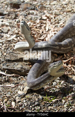 Mating Coastal Carpet Pythons Queensland Australia Stock Photo - Alamy