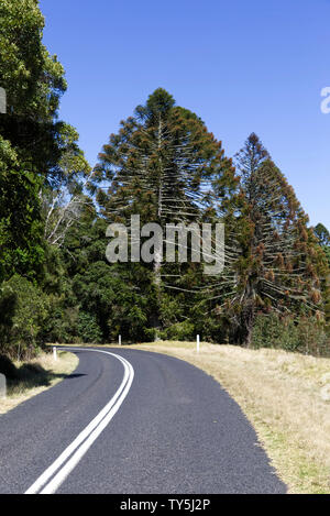 Bunya Mountains National Park in Queensland Australia, section of Great ...
