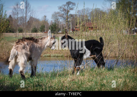 Two little goats are grazing near the old house in village Stock Photo ...