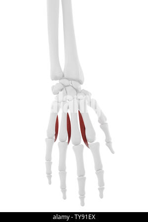 medically accurate muscle illustration of the palmar interosseous ...