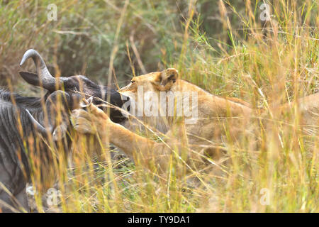 Lion hunts wildebeest, pictured in Masai Mara Stock Photo - Alamy