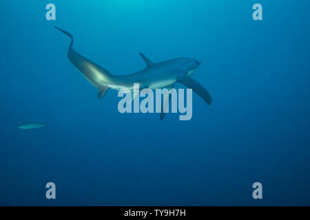 There are three species of thresher sharks all characterized by the ...
