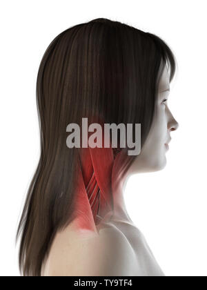 Female head and neck muscles, artwork Stock Photo - Alamy