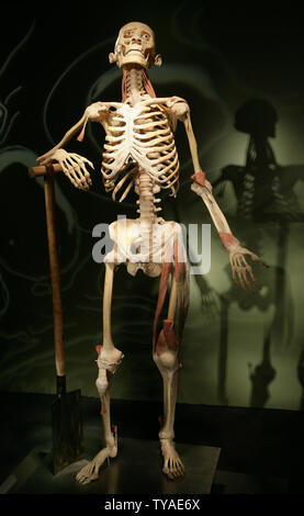 Donated human bodies are shown in various different guises stripped of ...