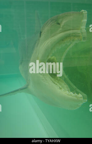 British artist Damien Hirst's work "Death Explained," a dissected shark ...