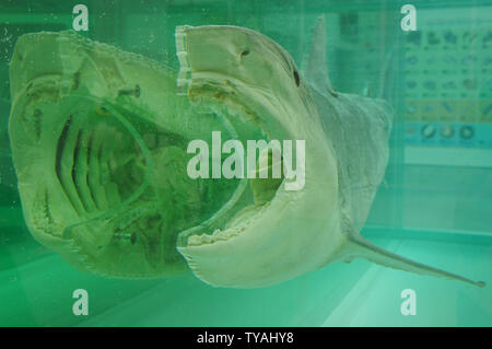British artist Damien Hirst's work "Death Explained," a dissected shark ...