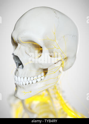 Facial nerves. Illustration of a human skull in front view showing the ...