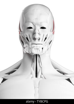 medical accurate illustration of the auricularis muscles Stock Photo ...