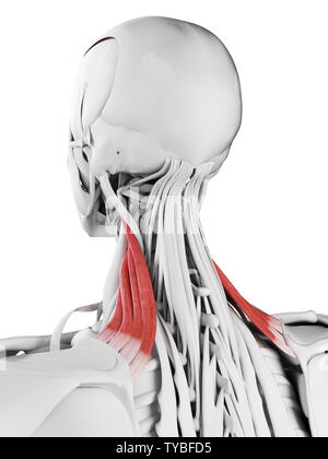 Levator scapularis muscle, illustration Stock Photo - Alamy