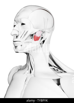 Masseter Deep Muscle anatomy for medical concept 3D illustration Stock ...