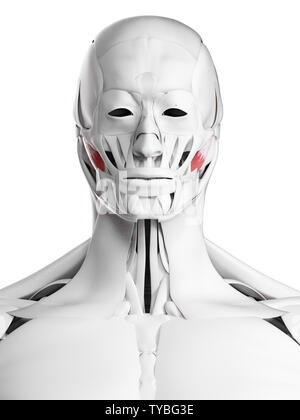 Masseter Deep Muscle anatomy for medical concept 3D illustration Stock ...