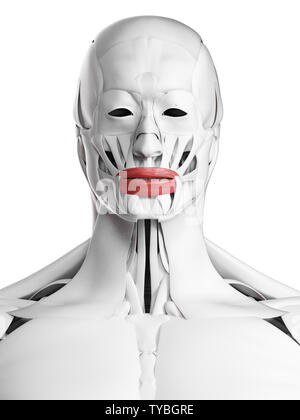 Orbicularis Oris Muscle Anatomy For Medical Concept 3D Illustration ...