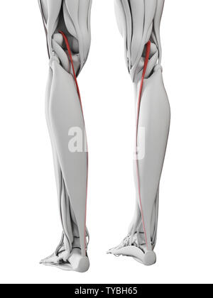 Medical Illustration of Plantaris Muscle Stock Photo - Alamy