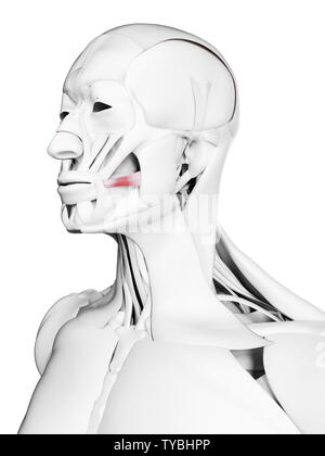 Risorius muscle, illustration Stock Photo - Alamy