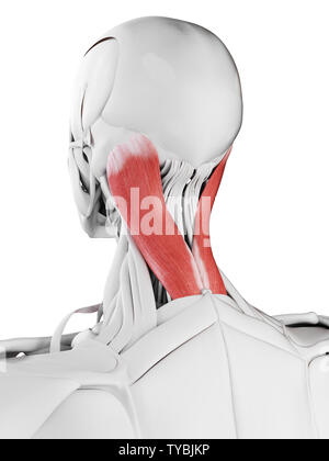 Anatomy illustration of Splenius Capitis, neck muscles, human anatomy ...