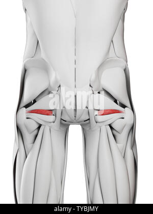 medical accurate illustration of the superior gemellus Stock Photo - Alamy