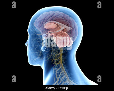 Inner brain anatomy, illustration Stock Photo - Alamy