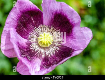 Purple poppy flower Stock Photo - Alamy