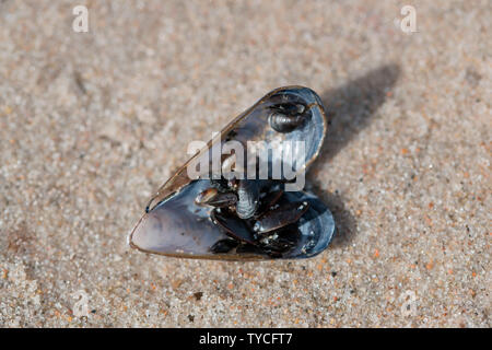 Blue Mussels, Mytilus edulis, Mytilidae, Bivalvia, Mollusca, in the ...