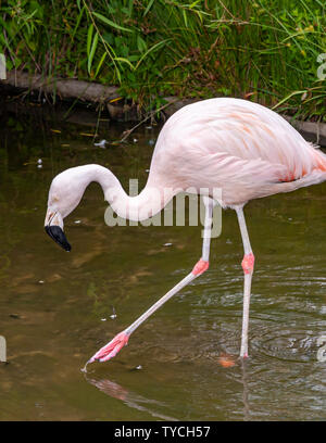 Flamingos are pink wading birds with thick downturned bills. Flamingos ...
