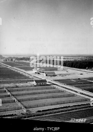 Photograph of Lydick Nursery at Cass Lake; Scope and content: Original ...