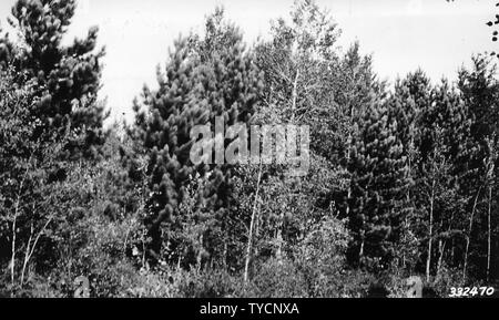 Photograph of Mixed Stand Conifers and Hardwoods; Scope and content ...