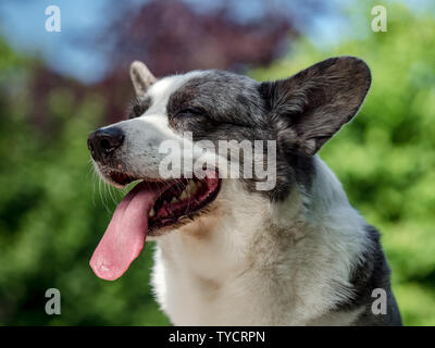 Beautiful grey corgi dog with different colored eyes closeup emotional ...
