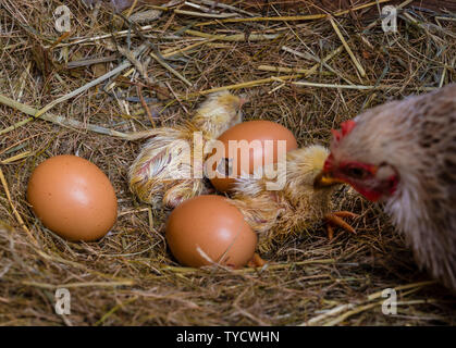 Hen chicken being hatched Stock Photo - Alamy