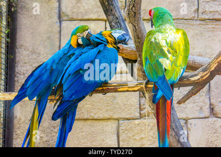 A group of macaws posing on a branch. One green and two blues Stock ...