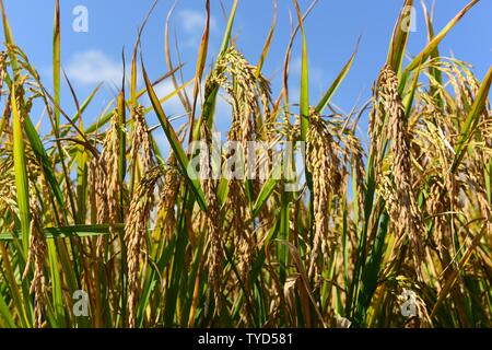 High-definition rice spike Stock Photo - Alamy