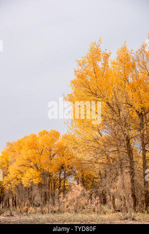 Hu Yang Lin in the sand Stock Photo - Alamy
