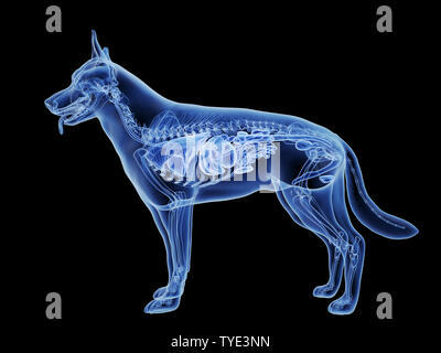 Dog Gallbladder Anatomy - Canis Lupus Familiaris Anatomy - isolated on ...