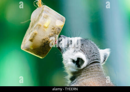 Heidelberg, Germany. 26th June, 2019. A Katta leaks in its enclosure in ...