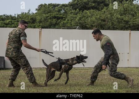 U.S. Marine Cpl. Robert Dienno, dog handler, Provost Marshall’s Office ...