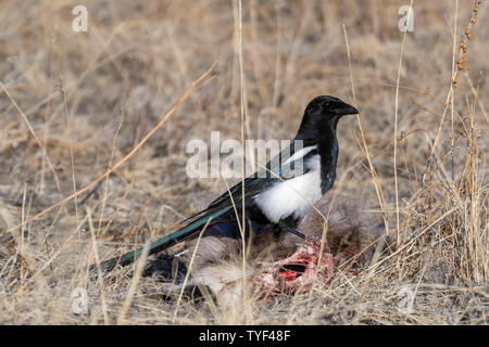 Black-billed Magpie on carrion. Rocky Mountain National Park, Colorado ...