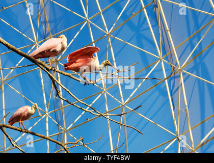 Red heron and spoonbill birds at the Zoo Stock Photo - Alamy