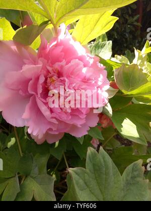 Peony Luoyang peony peony flowers bloom national color and fragrance ...