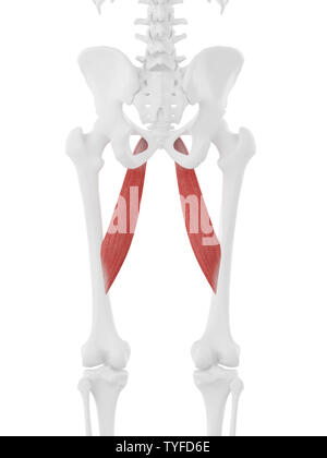 Medical Accurate Illustration of Adductor Longus Stock Photo - Alamy