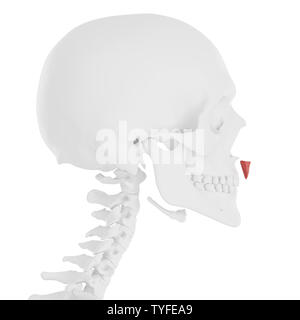Depressor Septi Nasi muscle anatomy for medical concept 3D illustration ...